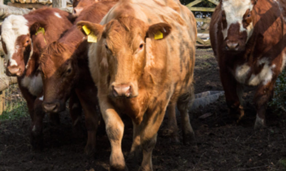 Home - Real New Forest | New Forest Commoners Defence Association