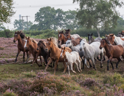 About the New Forest Commoners Defence Association - Real New Forest