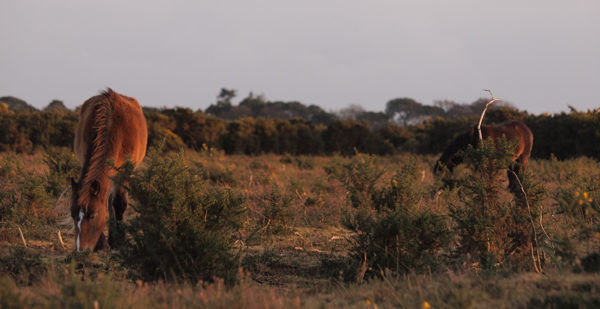 About the New Forest Commoners Defence Association - Real New Forest