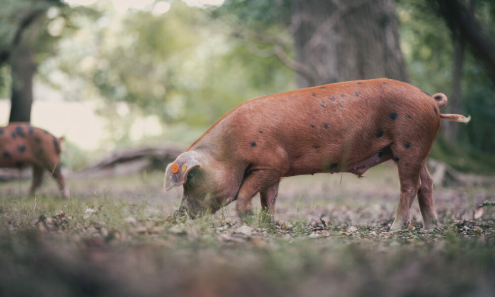 About Commoning - Real New Forest