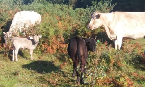 Home - Real New Forest | New Forest Commoners Defence Association