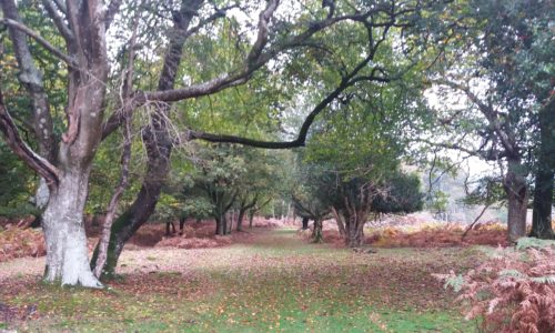 Home - Real New Forest | New Forest Commoners Defence Association