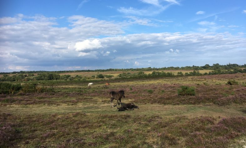 Home - Real New Forest | New Forest Commoners Defence Association
