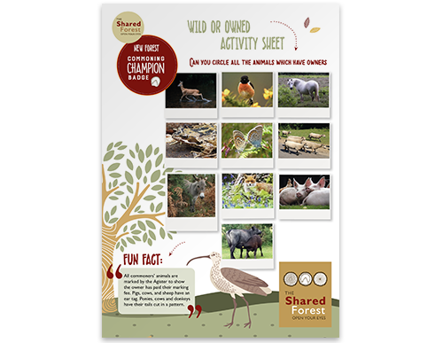 Education Toolkit - Real New Forest