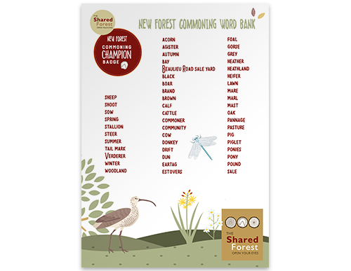 Education Toolkit - Real New Forest