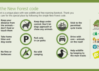 Blog - Real New Forest