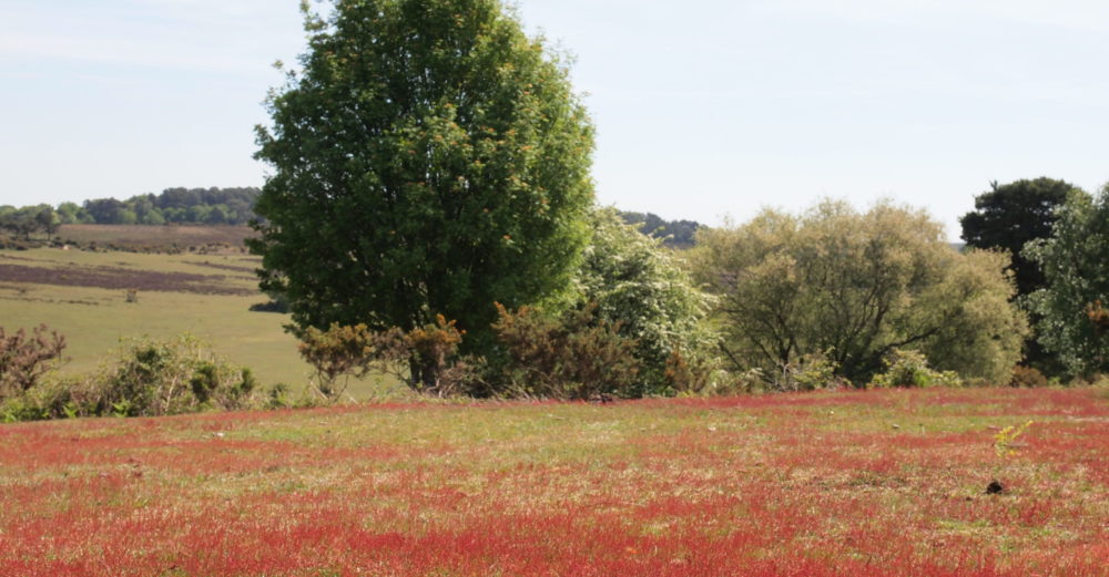 Home - Real New Forest | New Forest Commoners Defence Association