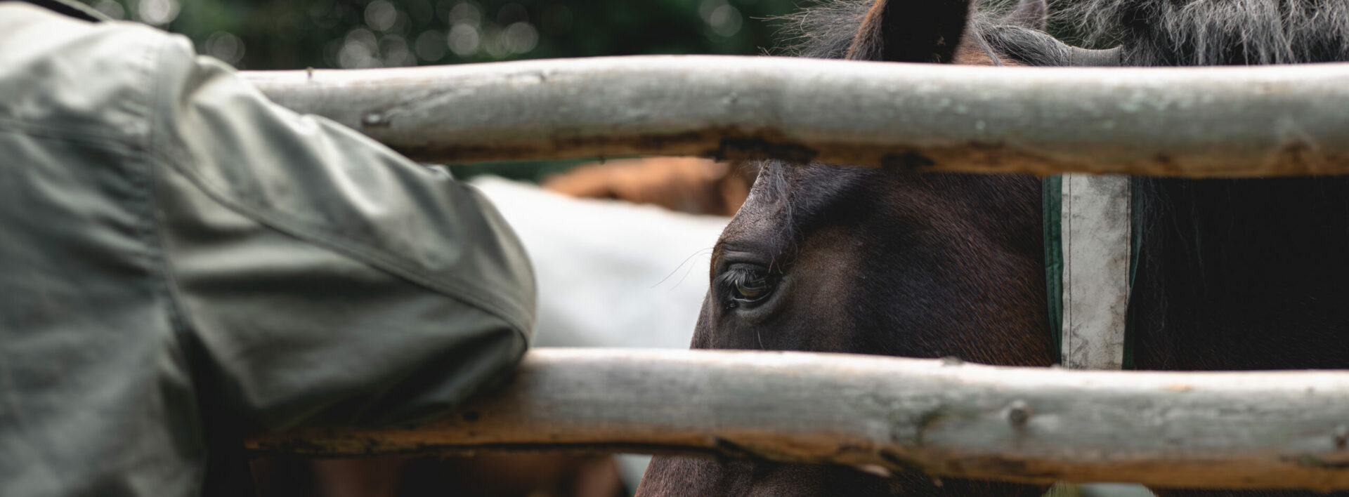 Home - Real New Forest | New Forest Commoners Defence Association