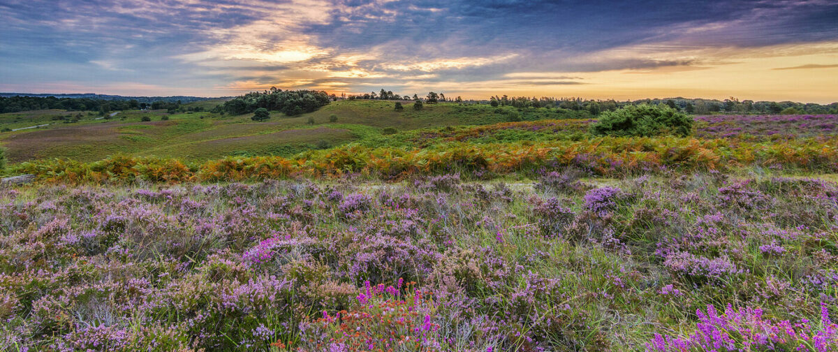 The perfect read for a better understanding of the New Forest - Real ...