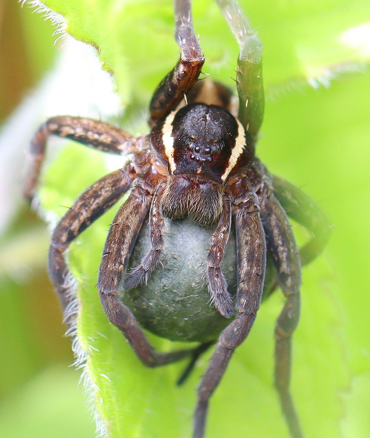 Rare species recorded in New Forest restoration project - Real New Forest
