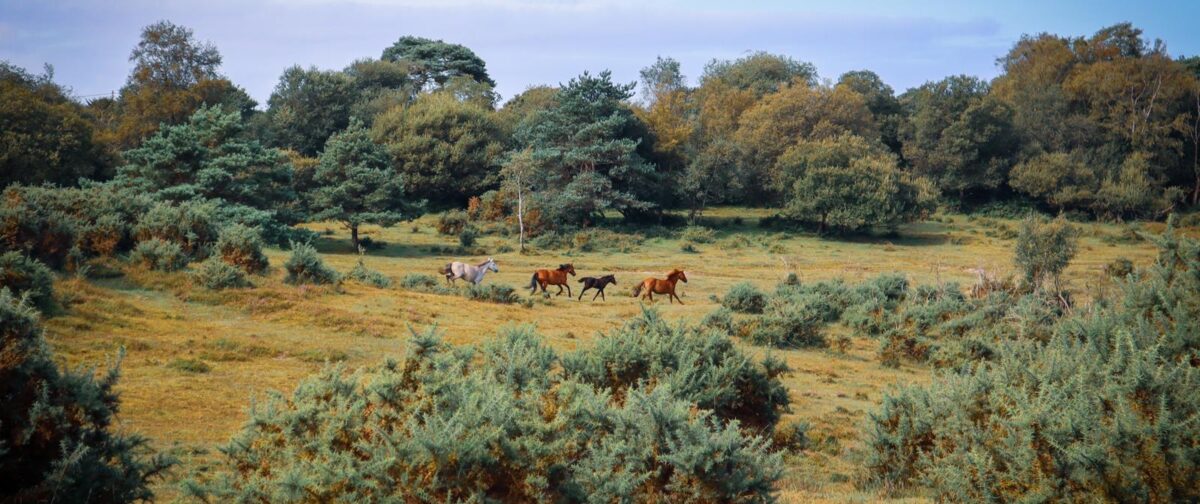 New Forest CDA Mid-Term meeting proves a success - Real New Forest