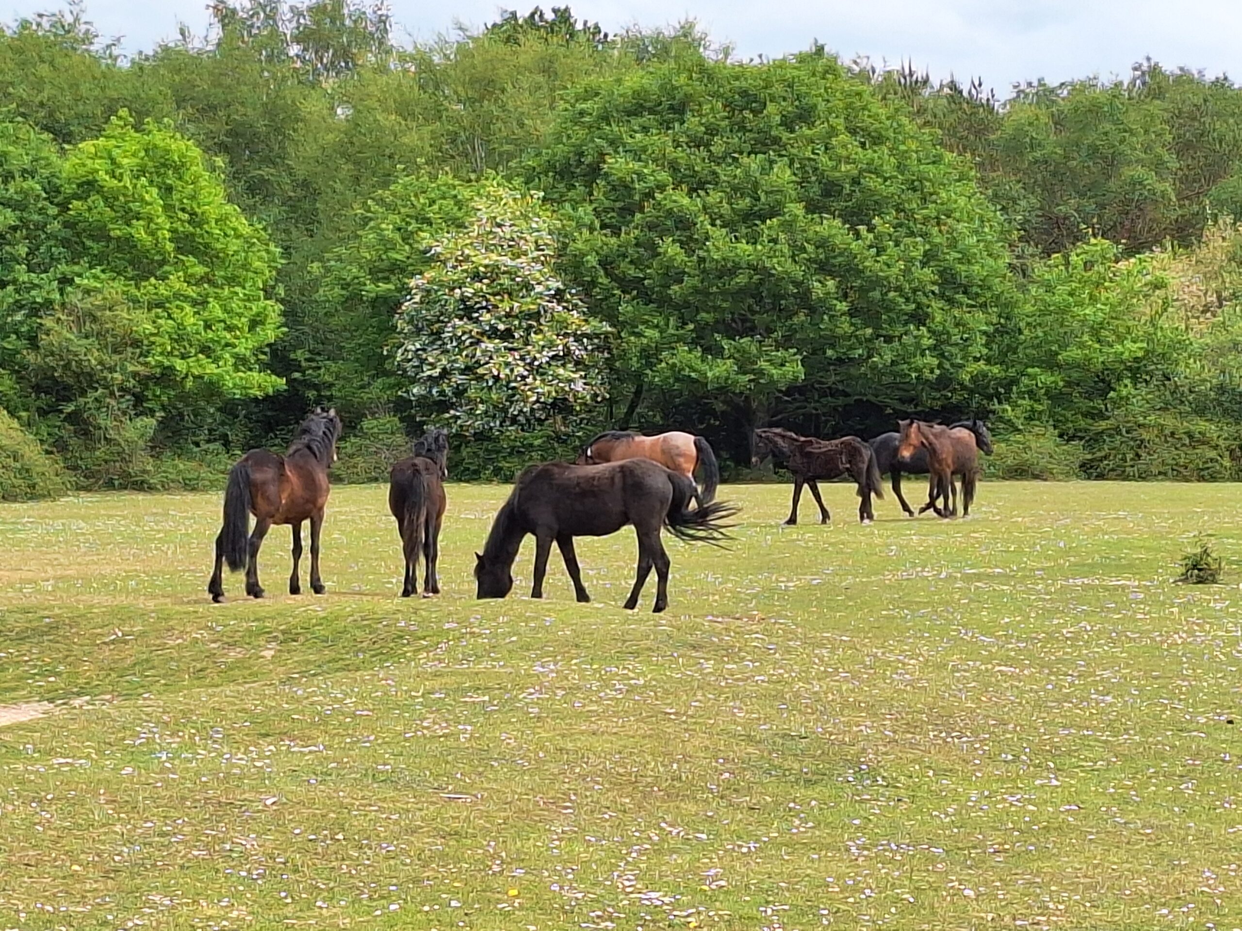How the New Forest Association helps to support commoning - Real New Forest