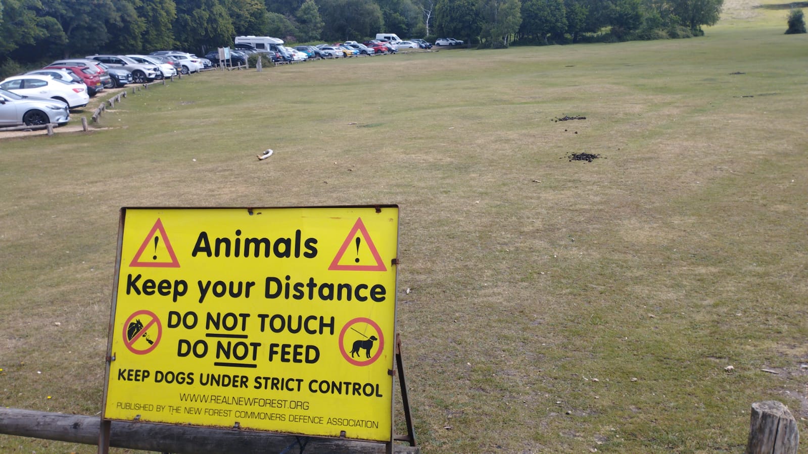 Reminder signs out to urge people to respect New Forest livestock ...