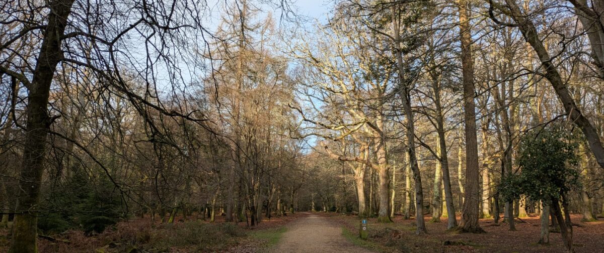 Happy New Year from the New Forest Commoners' Defence Association ...